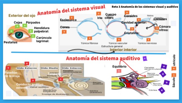 Anatomía del sistema visual | Genially