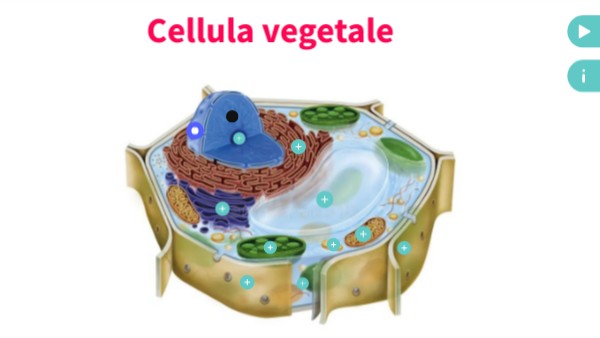 Cellula vegetale | Genially
