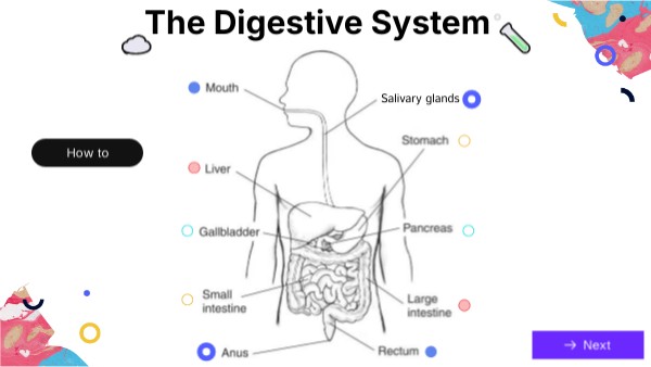 Digestive System Project | Genially