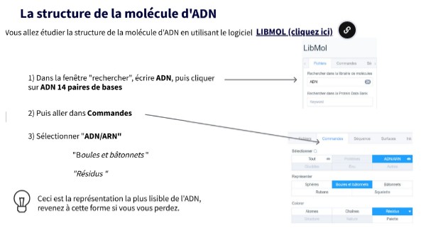 La structure et le rôle de l'ADN | Genially