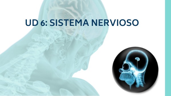 UD 6: SISTEMA NERVIOSO | Genially