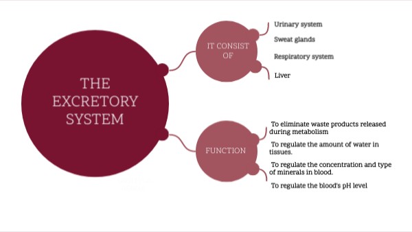 the excretory system | Genially