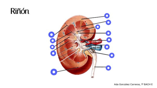 Riñón y nefrona Ada | Genially