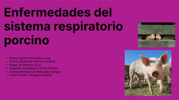 Enfermedades del sistema respiratorio porcino | Genially
