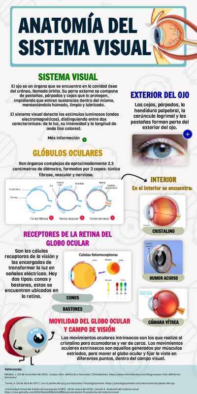 R3. Anatomía del sistema visual | Genially