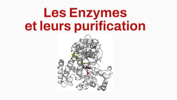 Les Enzymes et leurs purification | Genially
