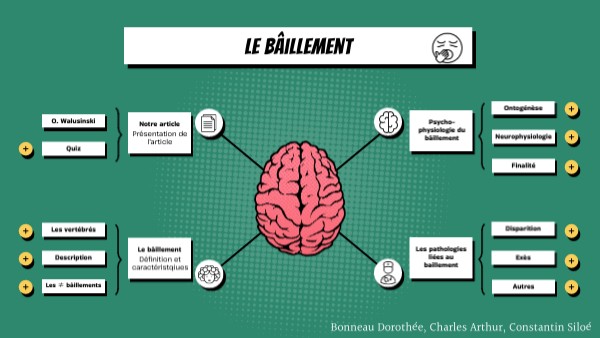 Le bâillement | Genially