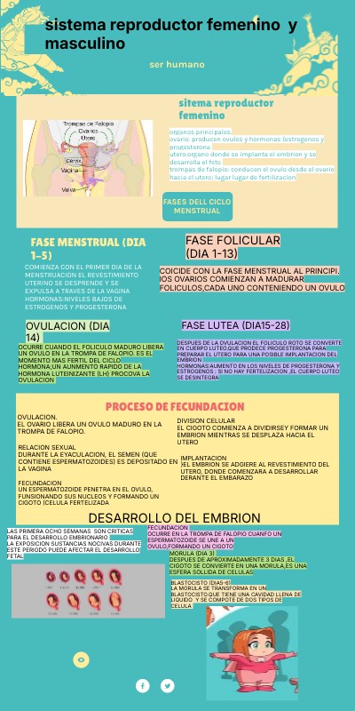 sistema reproductor femenino y masculino | Genially