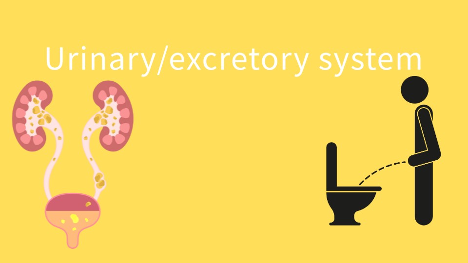 Urinary System | Genially