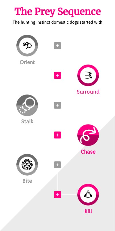 The Prey Sequence | Genially