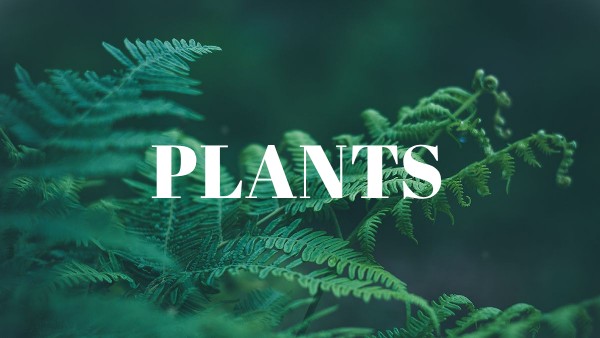 plants | Genially