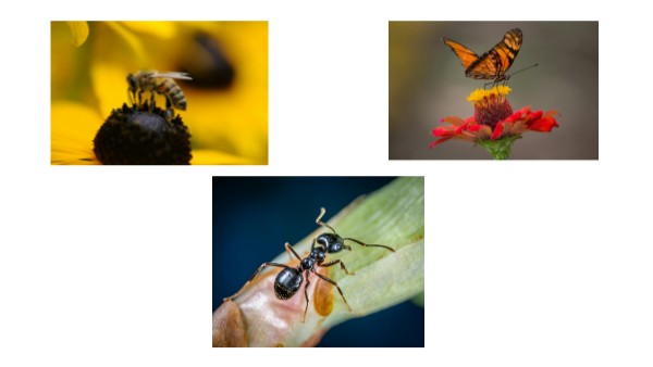 Mural de insectos | Genially