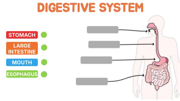 DIGESTIVE SYSTEM | Genially