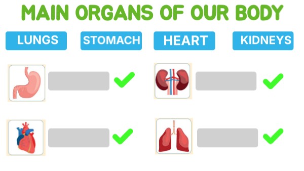 MAIN ORGANS OF OUR BODY | Genially