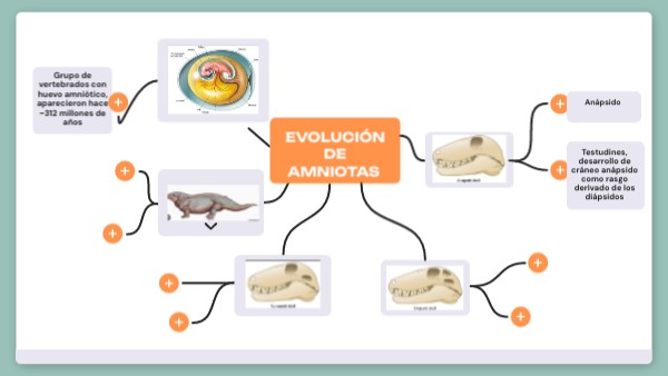 eVOLUCIÓN DE AMNIOTAS | Genially