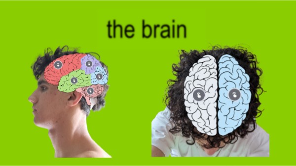 The brain | Genially