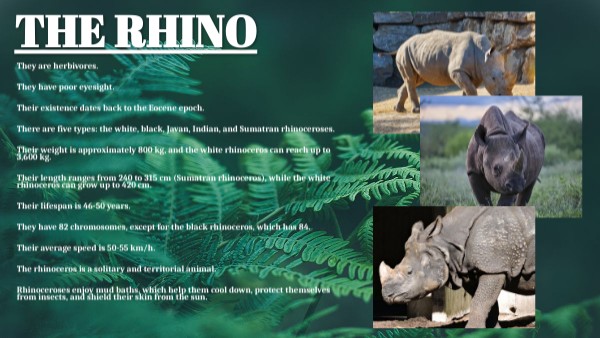THE RHINO | Genially