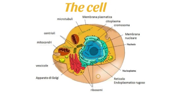 The cell | Genially
