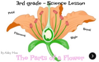 The Parts of a Flower, a 3rd Grade Lesson - Abby Moss | Genially