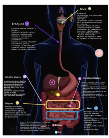 Digestión | Genially