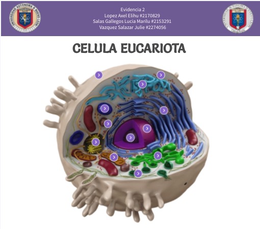 CELULA EUCARIOTA | Genially