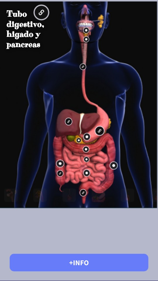 Tubo digestivo, higado y pancreas | Genially