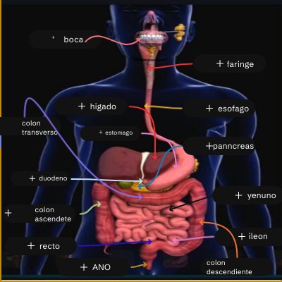 digestion | Genially