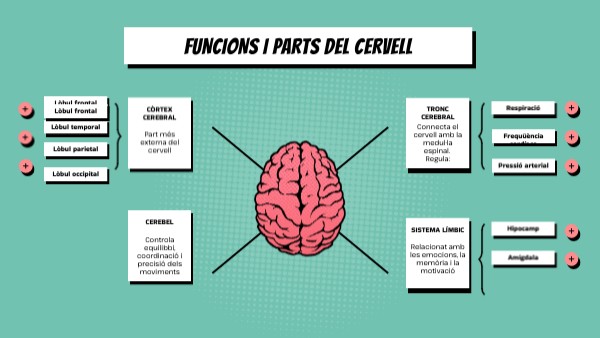 FUNCIONS I PARTS DEL CERVELL | Genially
