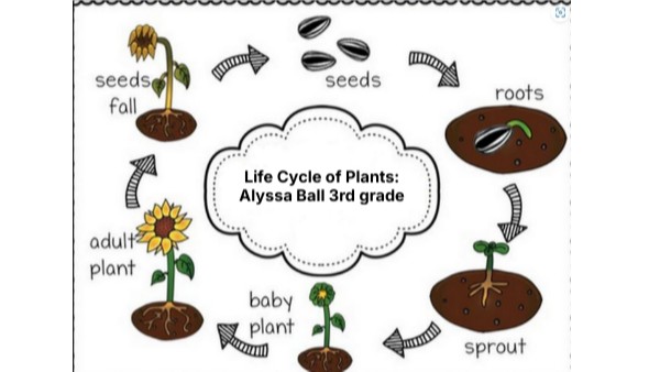 Life Cycle of Plants: Alyssa Ball 3rd grade | Genially