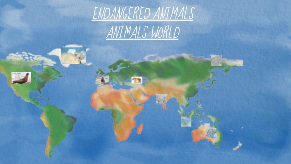 ENDANGERED ANIMALS ANIMALS WORLD | Genially