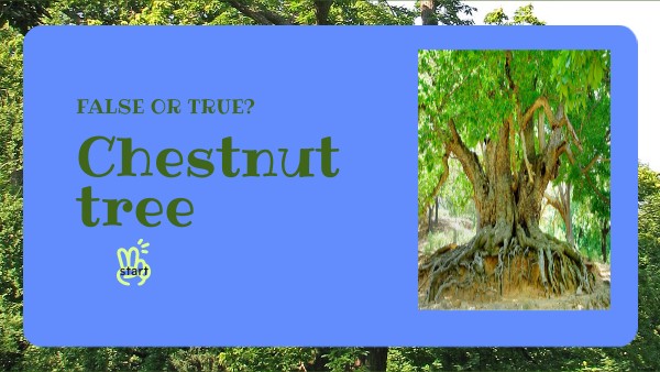 Chestnut tree | Genially
