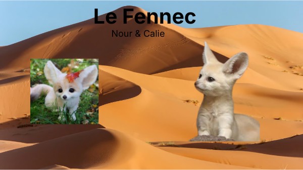 Le Fennec | Genially