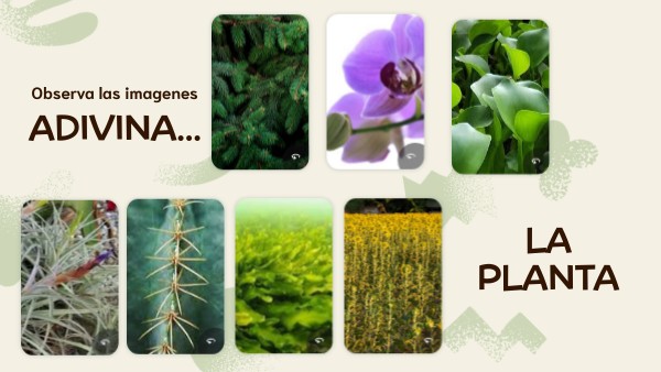 La planta | Genially