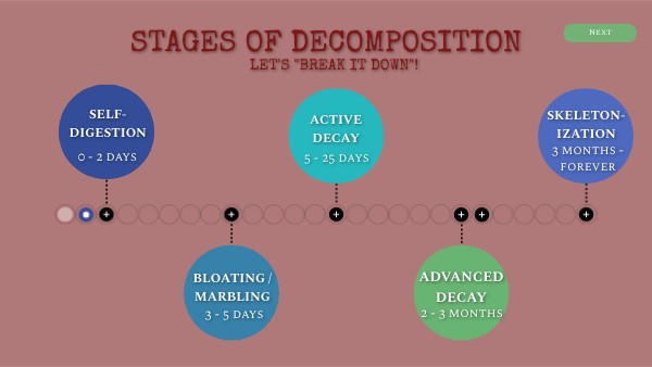 Stages of Decomposition | Genially