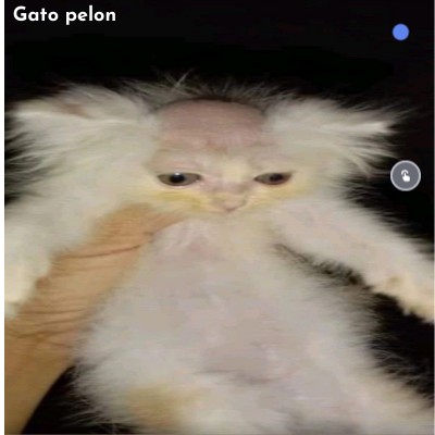 Gato pelon | Genially