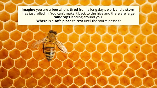 Lesson 7. Where do bees rest? | Genially