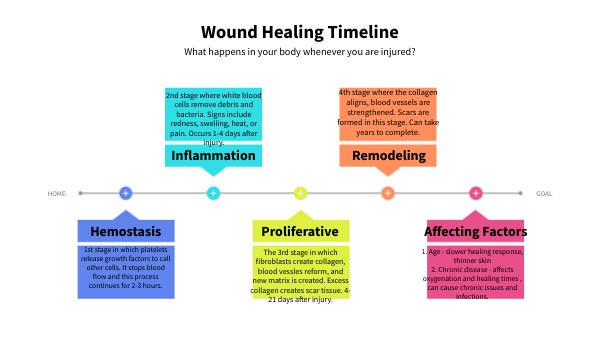 Wound Healing Timeline | Genially