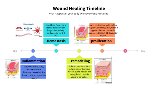 Wound Healing Timeline | Genially