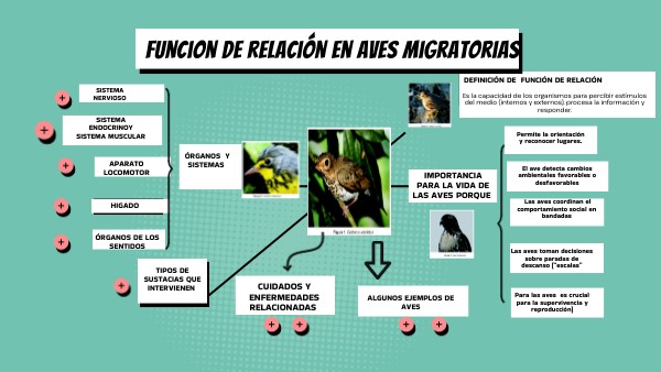 funcion de relación en aves migratorias | Genially