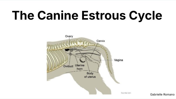 The Canine Estrous Cycle | Genially