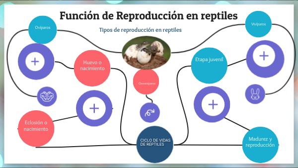 Función de Reproducción en reptiles | Genially