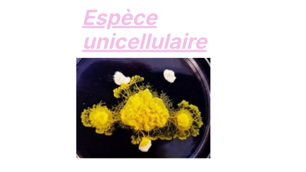 Espèce unicellulaire | Genially