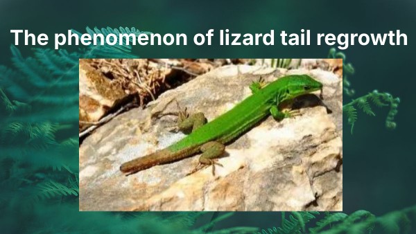 The phenomenon of lizard tail regrowth | Genially