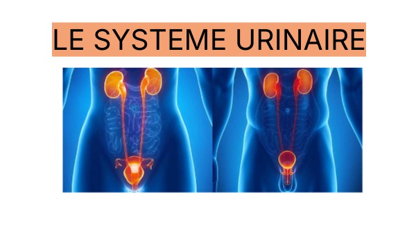 LE SYSTEME URINAIRE | Genially