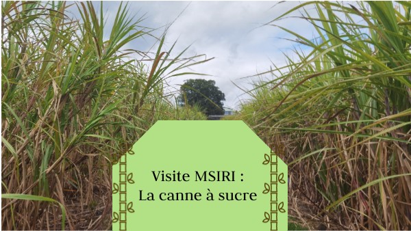 Visite MSIRI : La canne à sucre | Genially