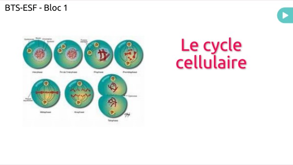 Le cycle cellulaire | Genially