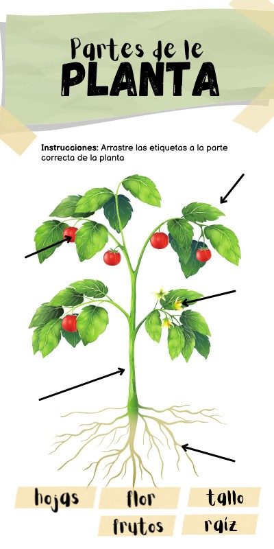 (SP) KINDER SCI | Parts of plants | Genially