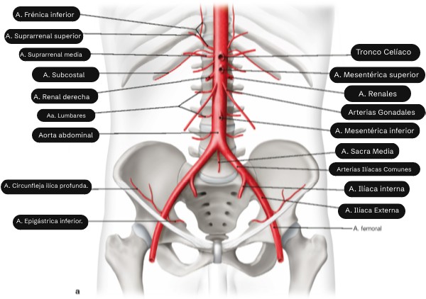Aorta abdominal | Genially