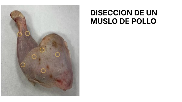 Disección de musculos de pollo | Genially