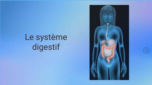 système digestif | Genially